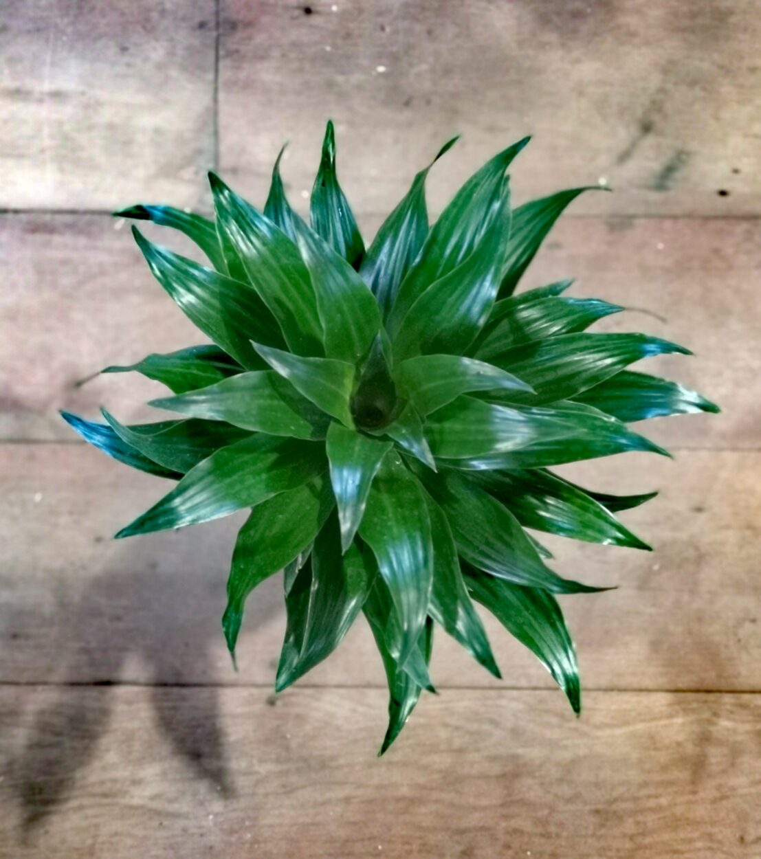 Dracaena Janet Craig Compacta - PlantMail by Garden Central
