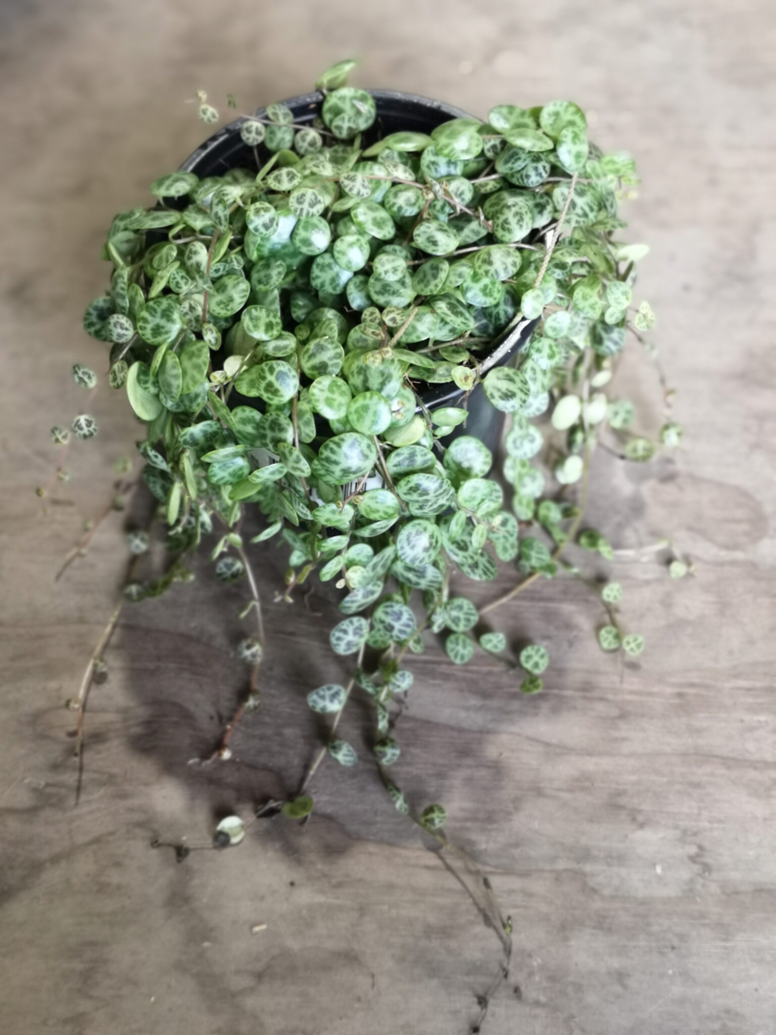 Peperomia Prostrata | String of Turtles - PlantMail by Garden Central